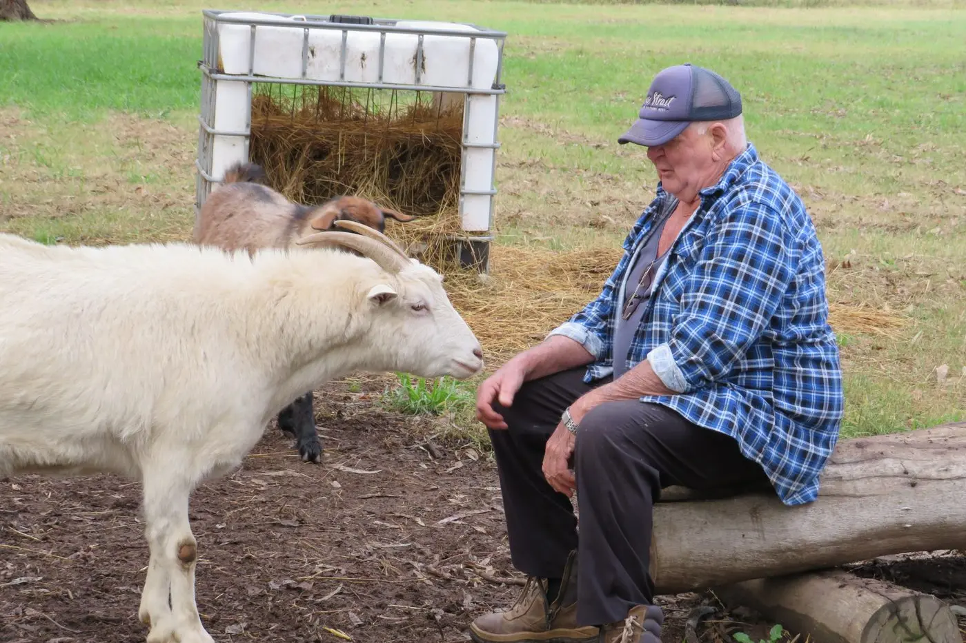 Second chance at life for 'Snowy'