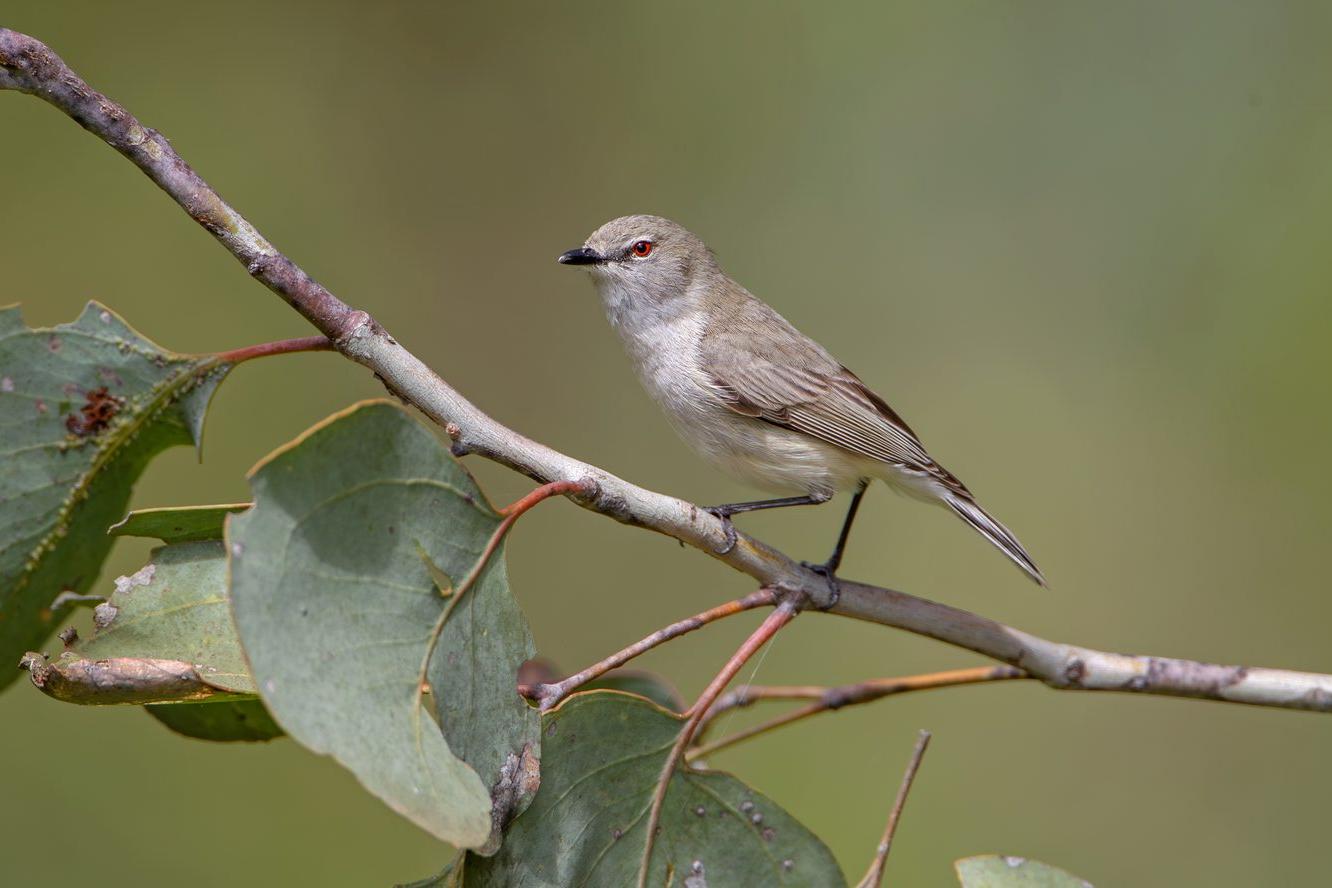The welcome return of the Western Gerygone