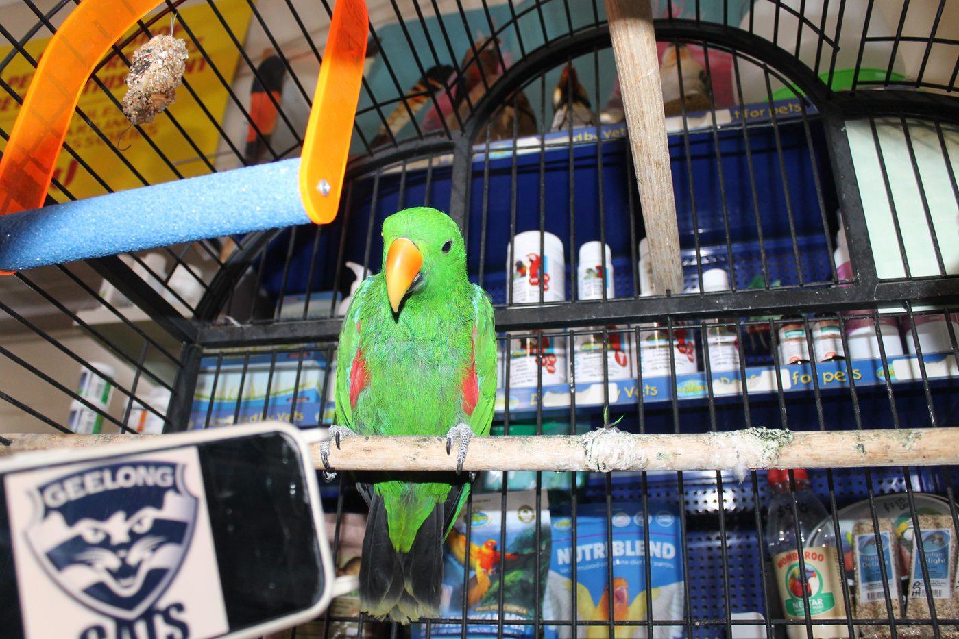 Dusty the parrot brings AFL spirit to Craig’s Critters