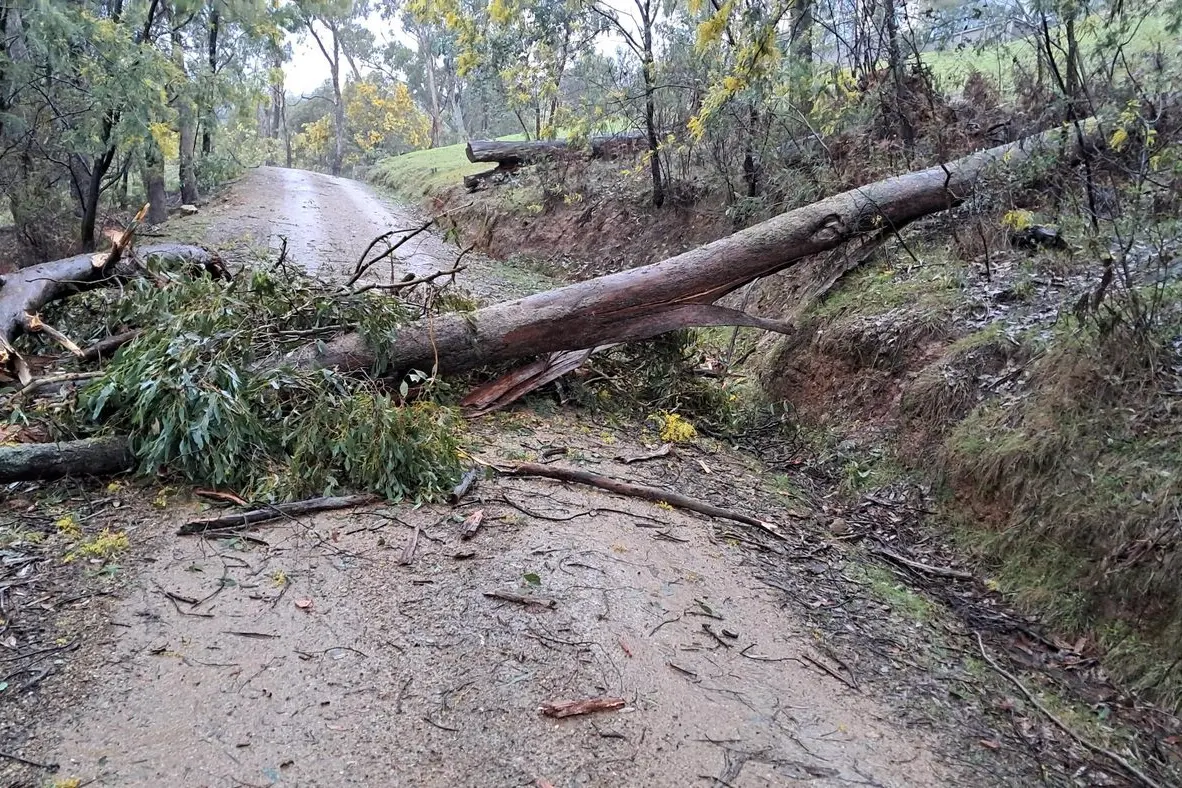 Trees down, but Friday night storm damage minimal