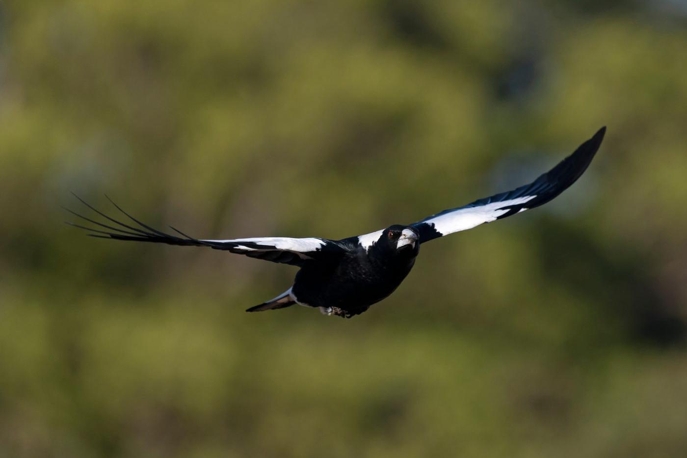 Look up, swooping season is here again