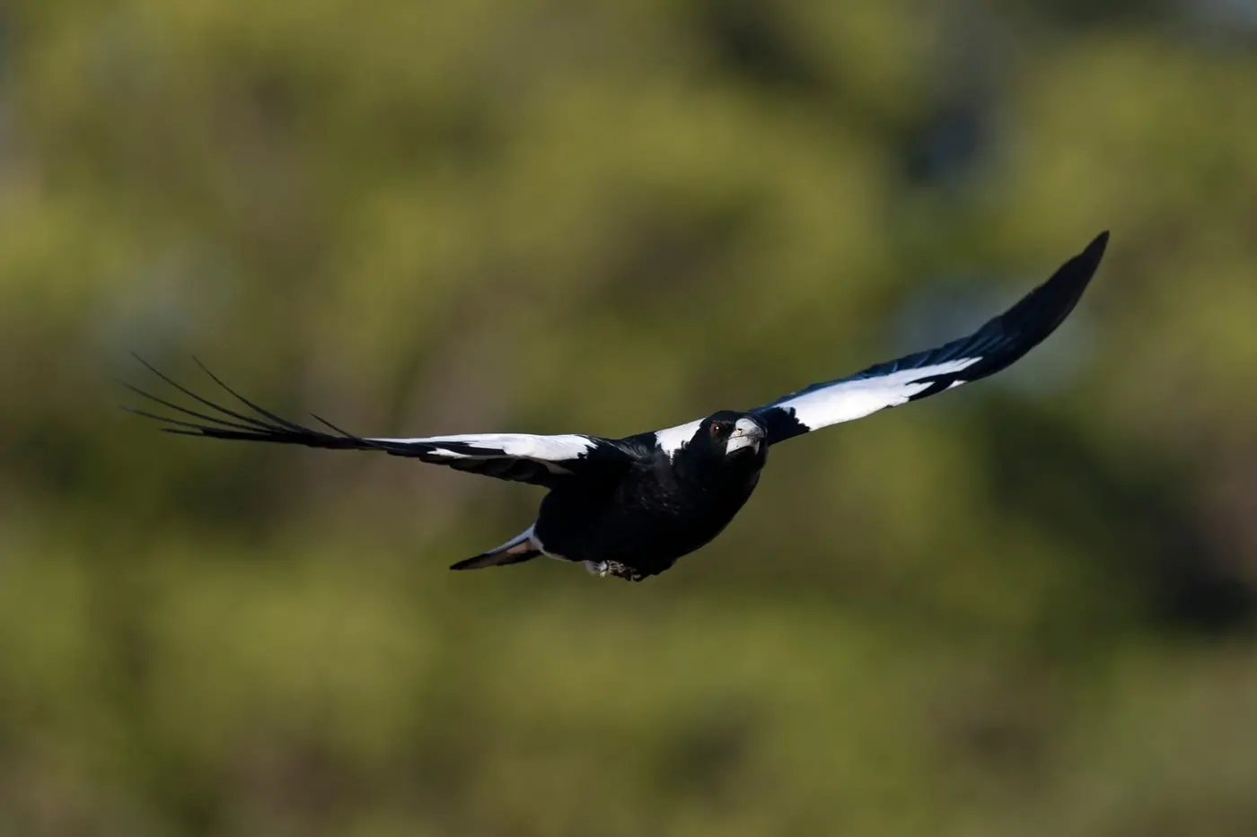 Look up, swooping season is here again
