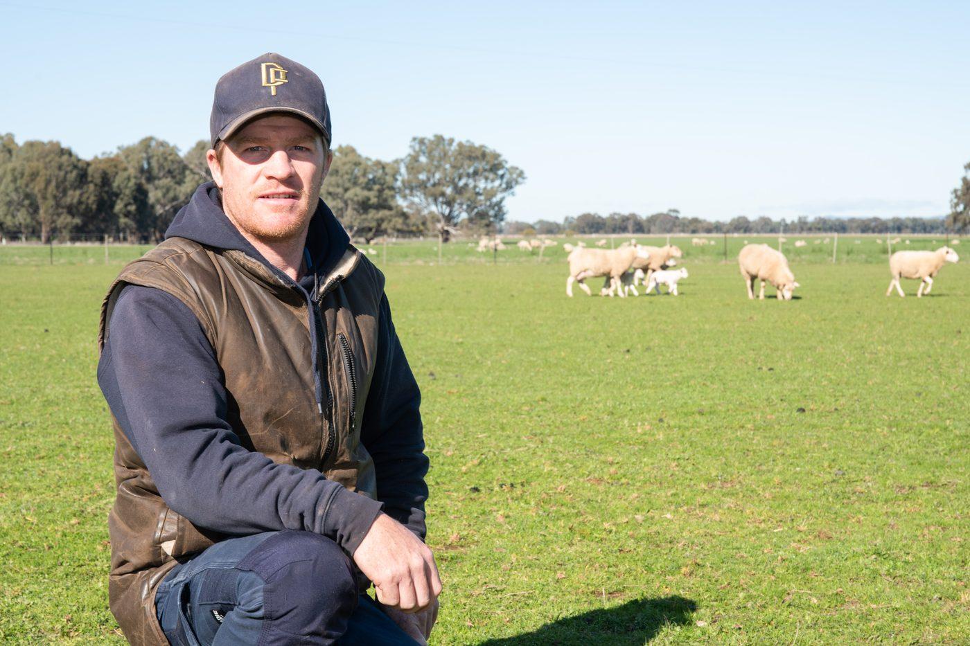 Lamb store prices to offset tough season