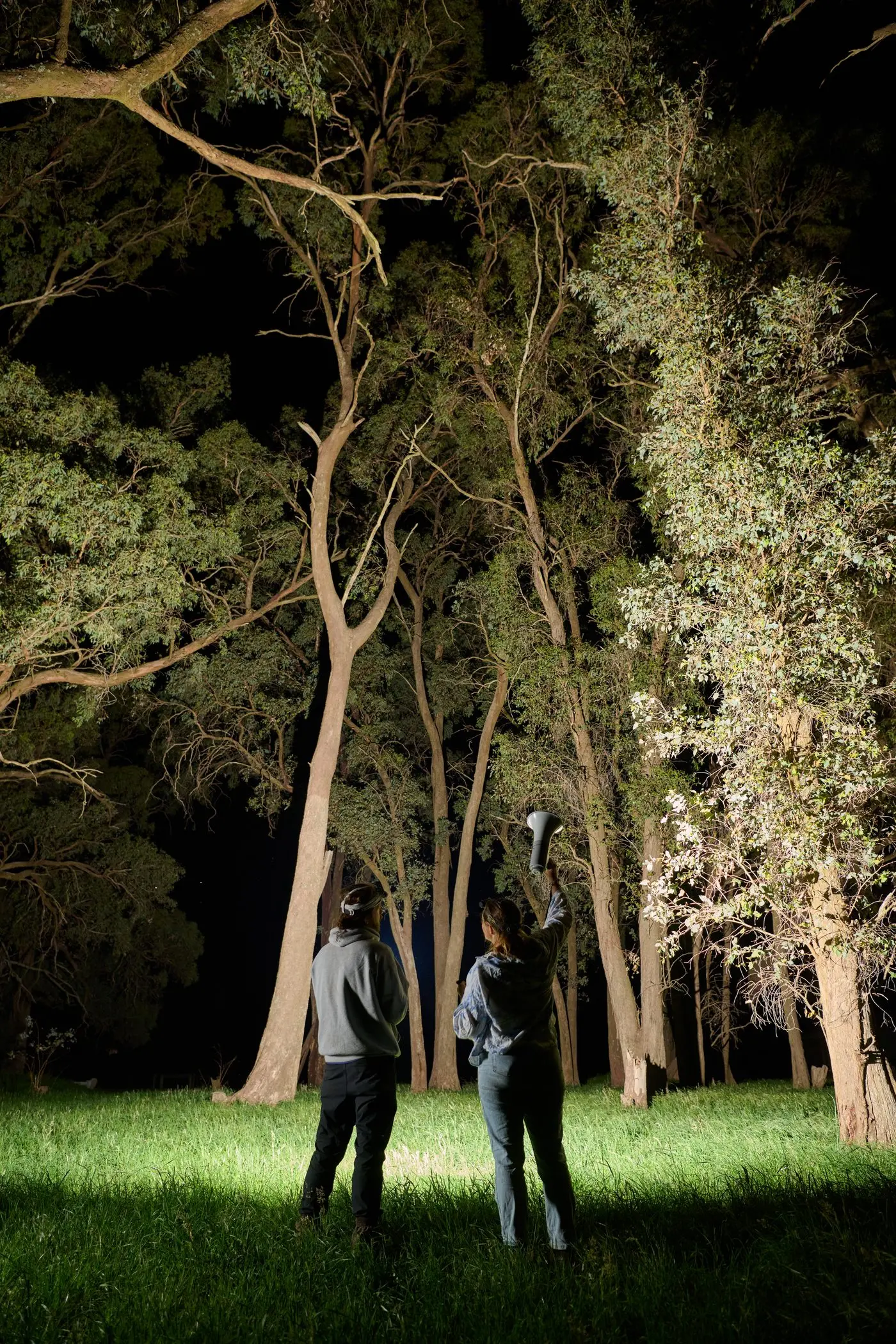 Fowles Wine ‘batty’ biodiversity research project proves a lifeline for ...