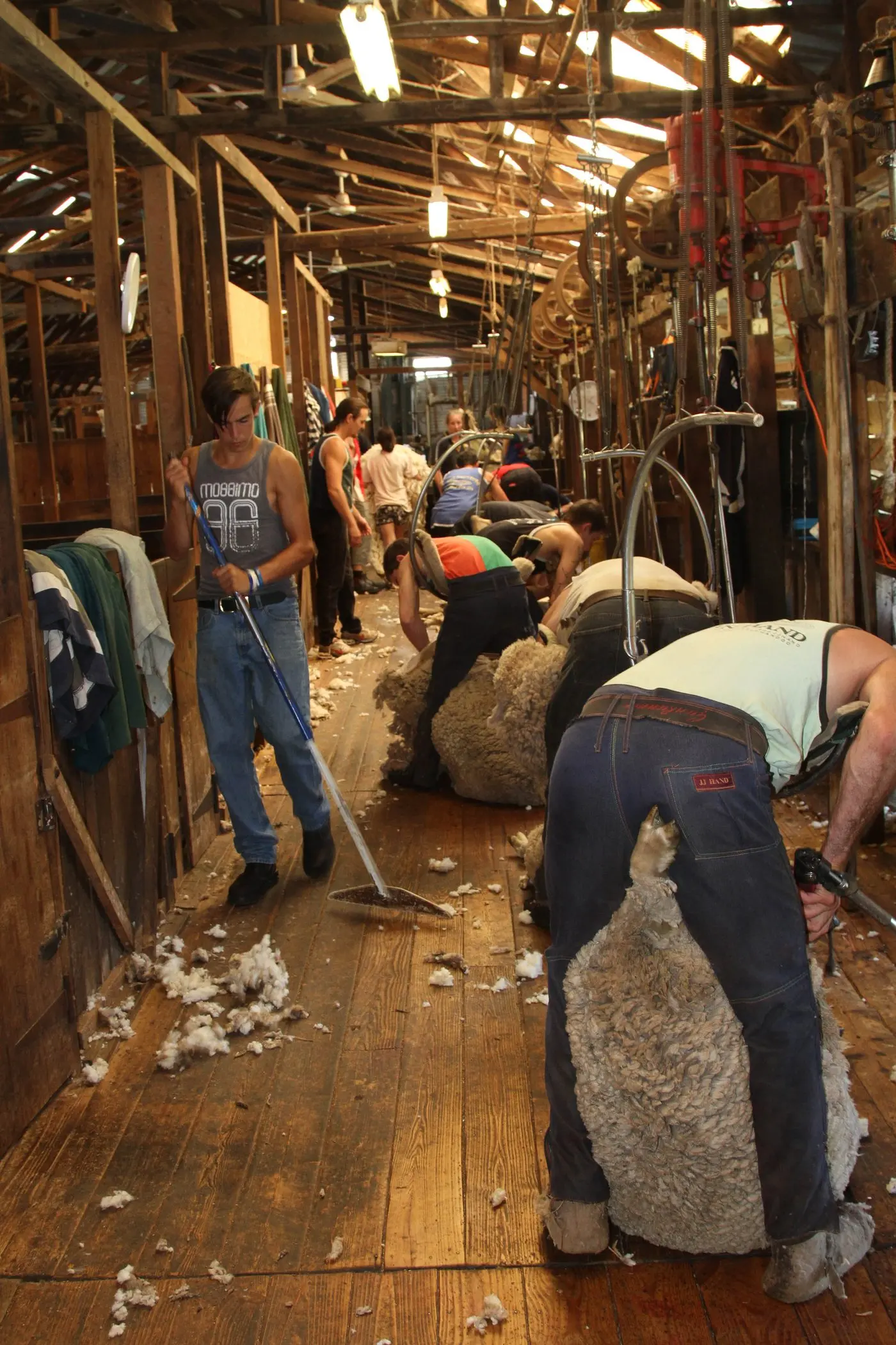 Shear now to keep sheep safe