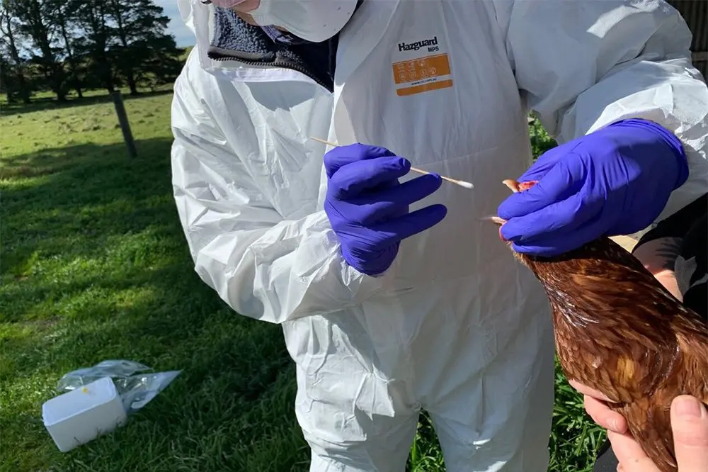 New bird flu virus lands local