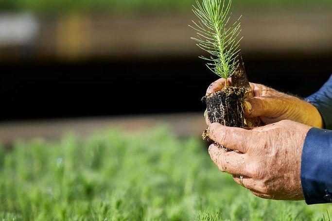 Program to help grow more farm forestry trees