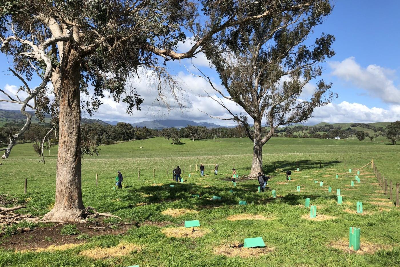 Landcare project protects paddock trees