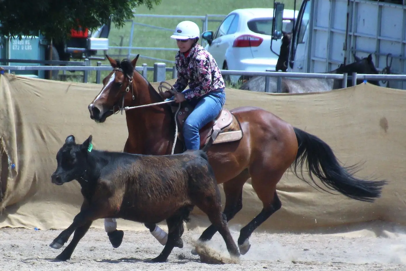 Merrijig Campdraft succumbs to wet weather
