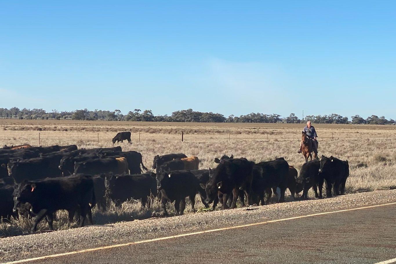 Rod Manning has gone a droving